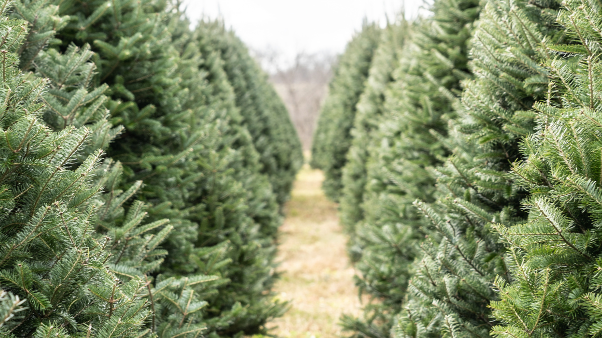 Enjoy your Wisconsin-grown Christmas Tree | Dairyland Sentinel
