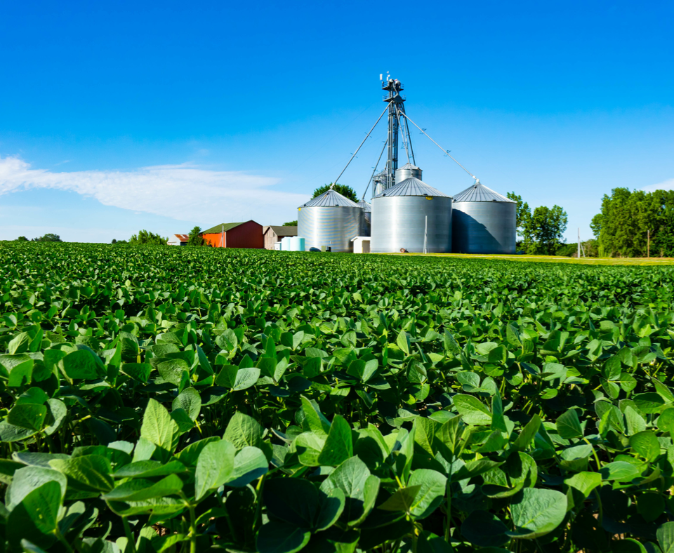 Soybeans rise as a cash crop in Wisconsin | Dairyland Sentinel