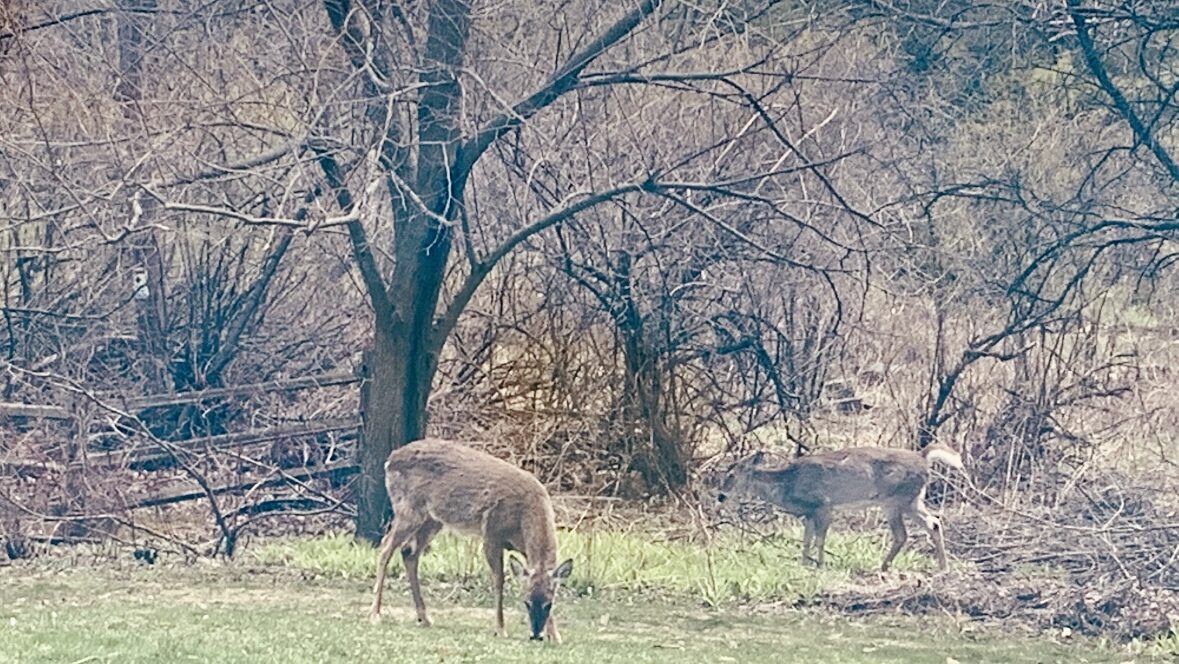 DNR Seeking Public Input on 2025 Deer Season | Dairyland Sentinel